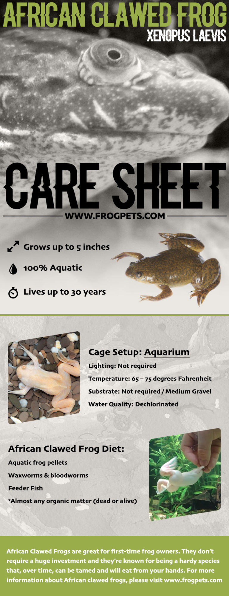 African Clawed Frog Care Sheet & Pet Guide - Frog Pets