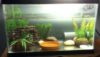 African Clawed Frog Care Sheet & Pet Guide - Frog Pets