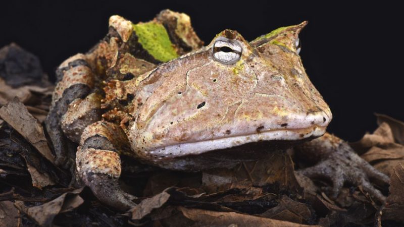 Top 16 Weirdest Frogs & Toads - FrogPets