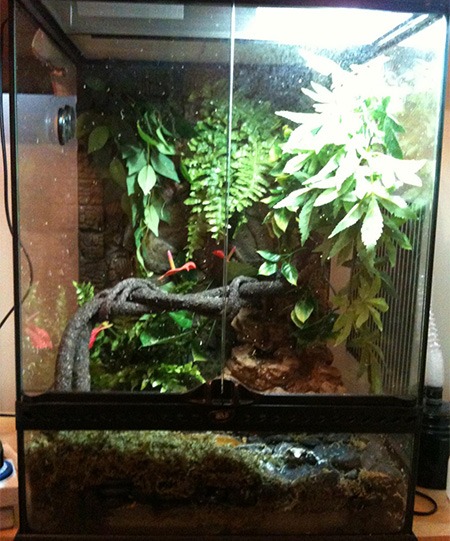 American Green Tree Frog - Pet Care, Cage Setup, Diet, and Husbandry