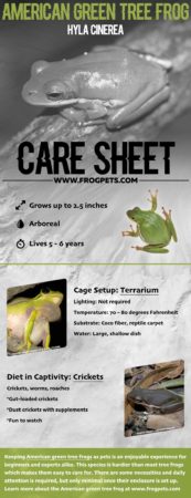 American Green Tree Frog Care Sheet & Pet Guide - Frog Pets