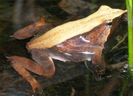 Top 16 Weirdest Frogs & Toads - FrogPets