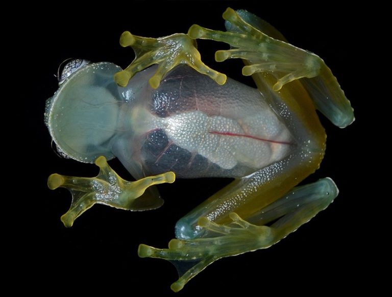 Top 16 Weirdest Frogs & Toads - FrogPets