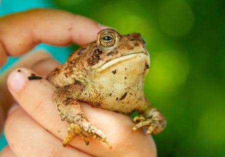 Frog Handling Etiquette: Things You Should Know - FrogPets