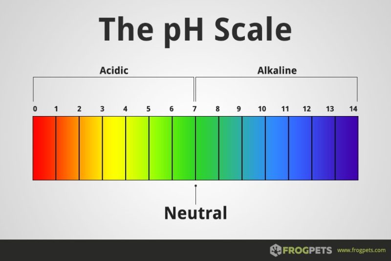 Beginner's Guide to Keeping Frogs as Pets - FrogPets