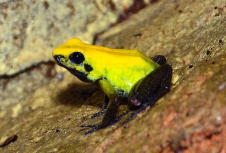The Deadliest Frogs in the World - FrogPets