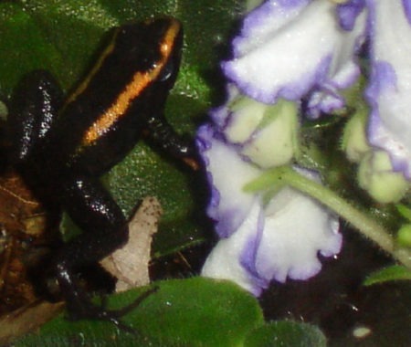 The Deadliest Frogs in the World - FrogPets