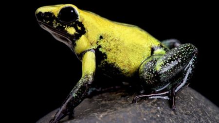 10 Ways Frogs Defend Themselves Against Predators - FrogPets