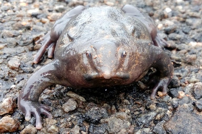 Top 16 Weirdest Frogs & Toads - FrogPets