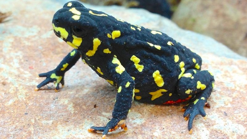 The Best (And Worst) Frogs for Beginners - FrogPets