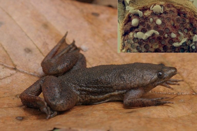 Top 16 Weirdest Frogs & Toads - FrogPets