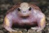 Top 16 Weirdest Frogs & Toads - FrogPets