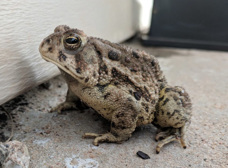 American Toad - Pet Care, Tank Setup, Diet, & Husbandry - Frog Pets