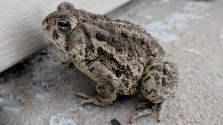 The Best (And Worst) Frogs for Beginners - FrogPets