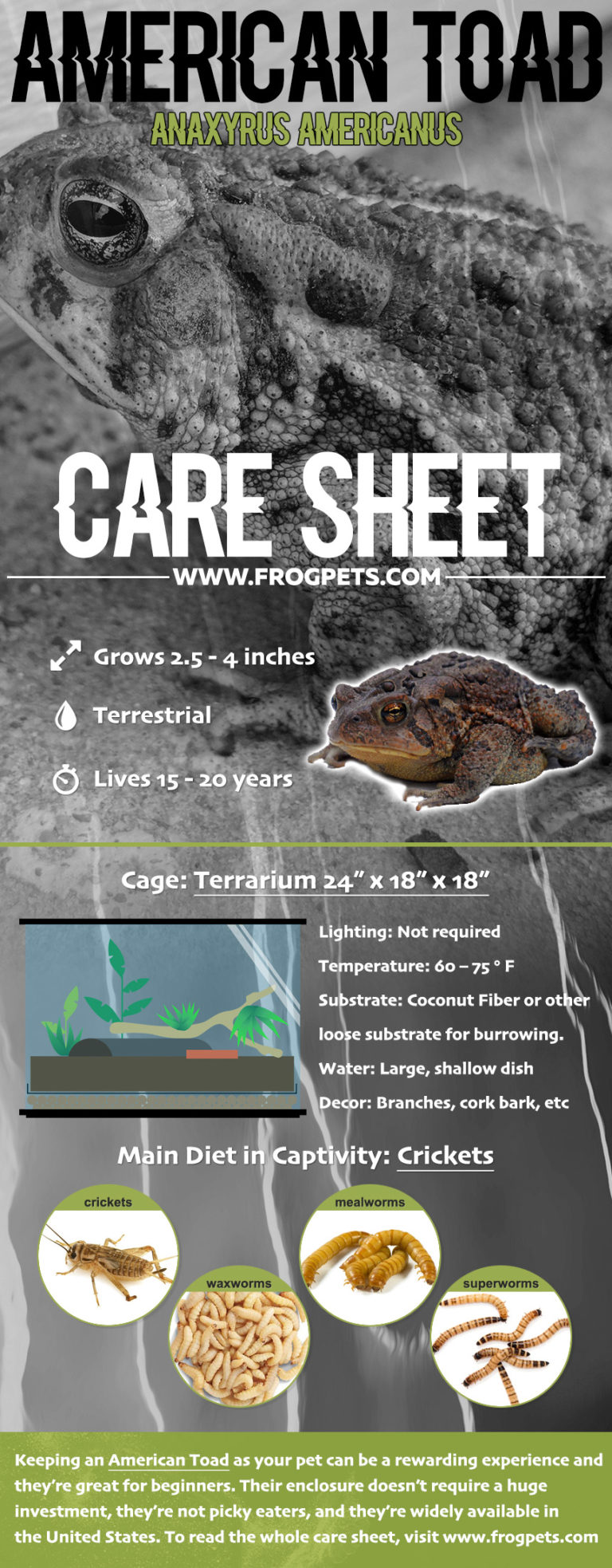 American Toad - Pet Care, Tank Setup, Diet, & Husbandry - Frog Pets