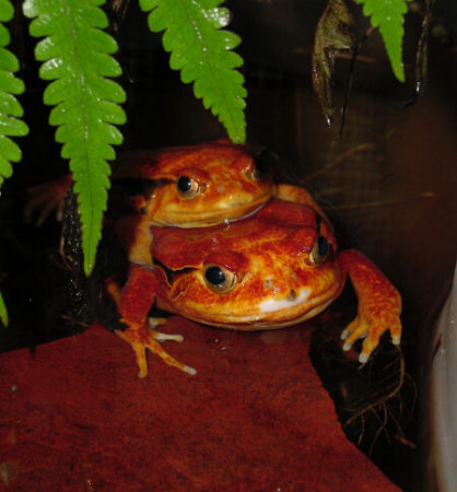 Tomato Frog Care Sheet & Pet Guide - FrogPets
