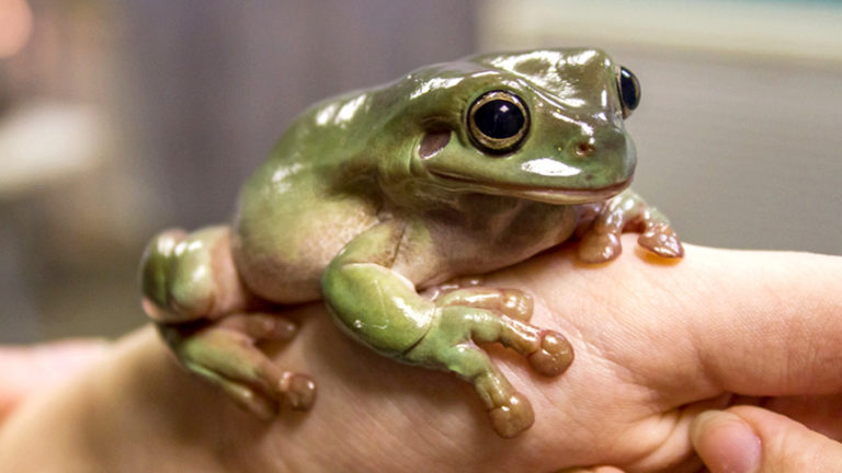 Beginner's Guide to Keeping Frogs as Pets - FrogPets
