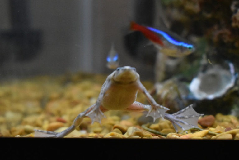 African Dwarf Frog Care Sheet & Pet Guide - FrogPets