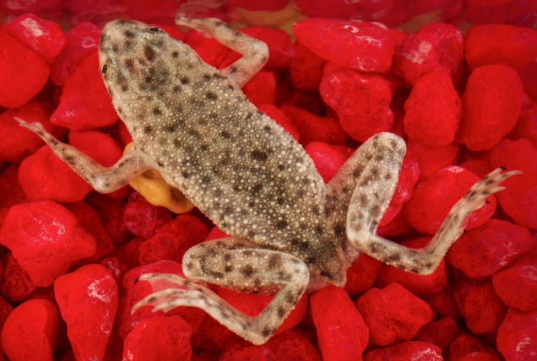 African Dwarf Frog Care Sheet & Pet Guide - FrogPets