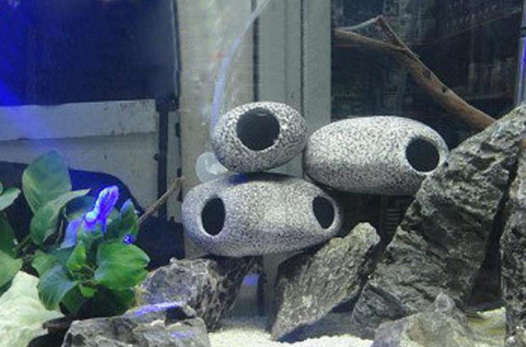 How to Set Up an Aquatic Frog Tank - African Dwarf Frogs - Frog Pets