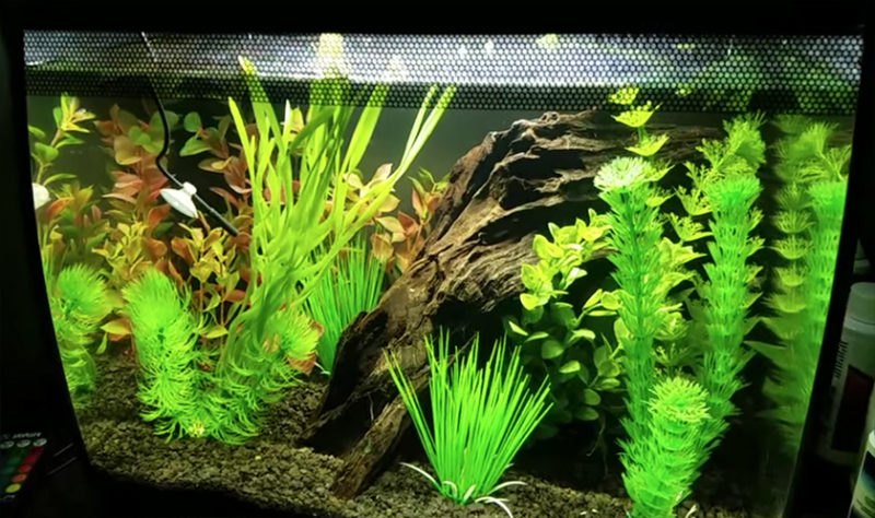 How to Set Up an Aquatic Frog Tank - African Dwarf Frogs - Frog Pets