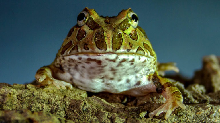 Can Pacman Frogs Live Together? - FrogPets