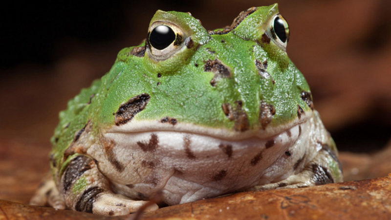 The Best (And Worst) Frogs for Beginners - FrogPets