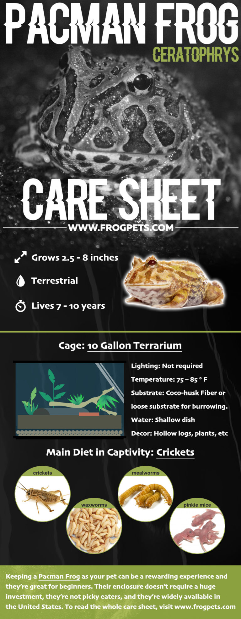 Pacman Frog Pet Care Guide, Diet, and Husbandry