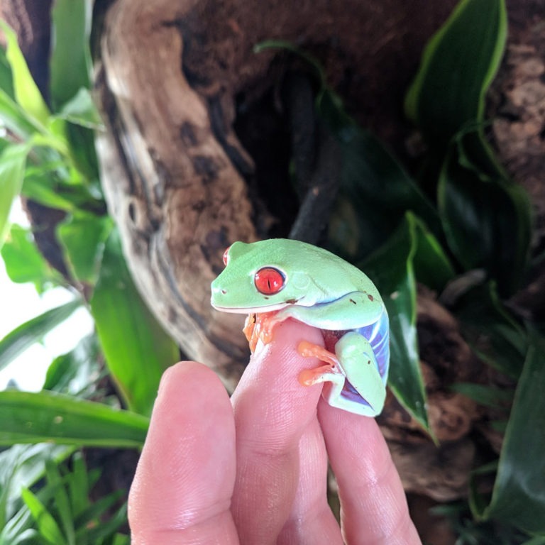 Red-Eyed Tree Frog Care Sheet & Pet Guide - FrogPets
