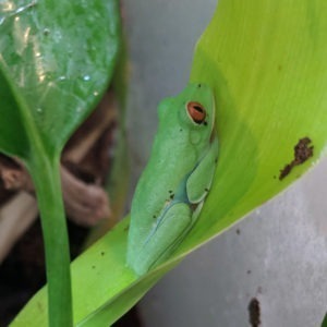 Red-Eyed Tree Frog Care Sheet & Pet Guide - FrogPets