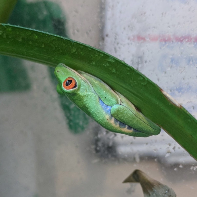 Red-Eyed Tree Frog Care Sheet & Pet Guide - FrogPets