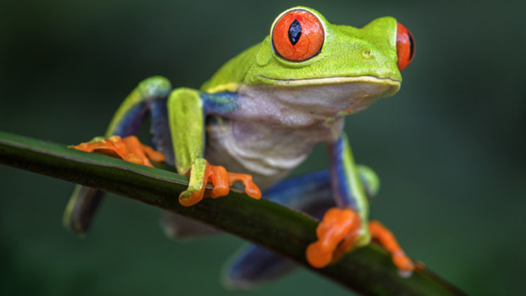 Red-Eyed Tree Frog Care Sheet & Pet Guide - FrogPets