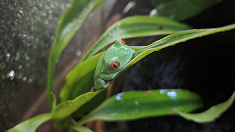 Red-Eyed Tree Frog Care Sheet & Pet Guide - FrogPets