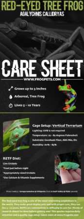 Red-Eyed Tree Frog Care Sheet & Pet Guide - FrogPets