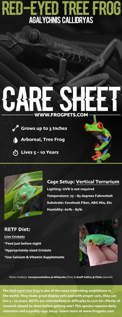 Red-Eyed Tree Frog Care Sheet & Pet Guide - FrogPets
