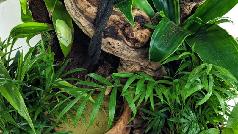 How to Set Up a Tree Frog Terrarium - FrogPets