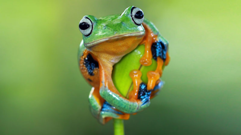 The Best (And Worst) Frogs for Beginners - FrogPets