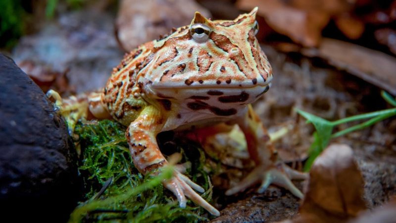 Heating Your Frog's Terrarium - FrogPets