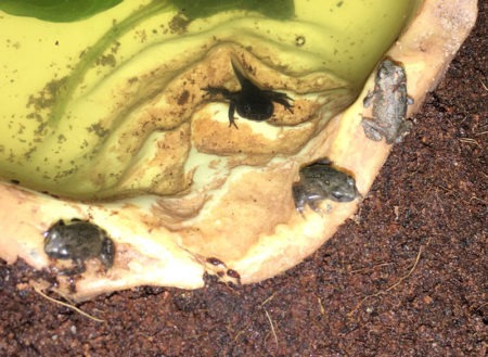 Facts About Froglets - FrogPets