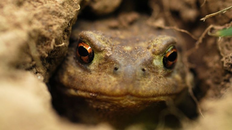 Why Do Frogs Burrow? - FrogPets