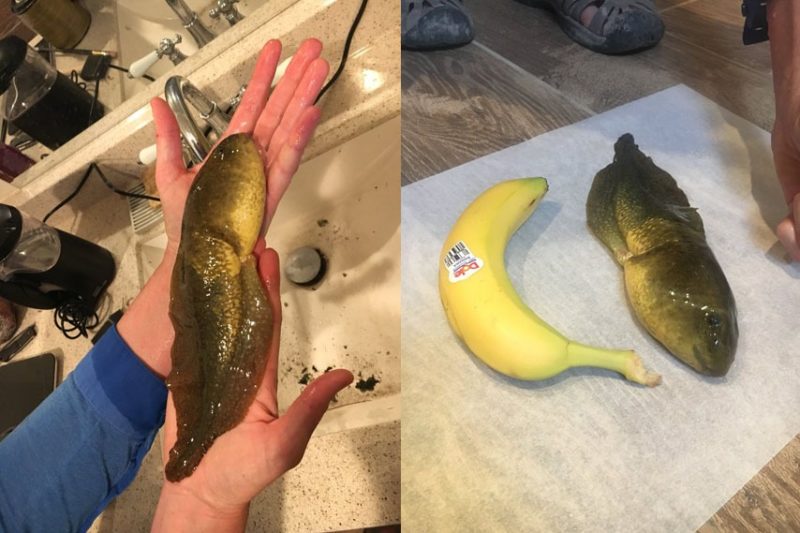 10 Interesting Facts About Tadpoles - FrogPets