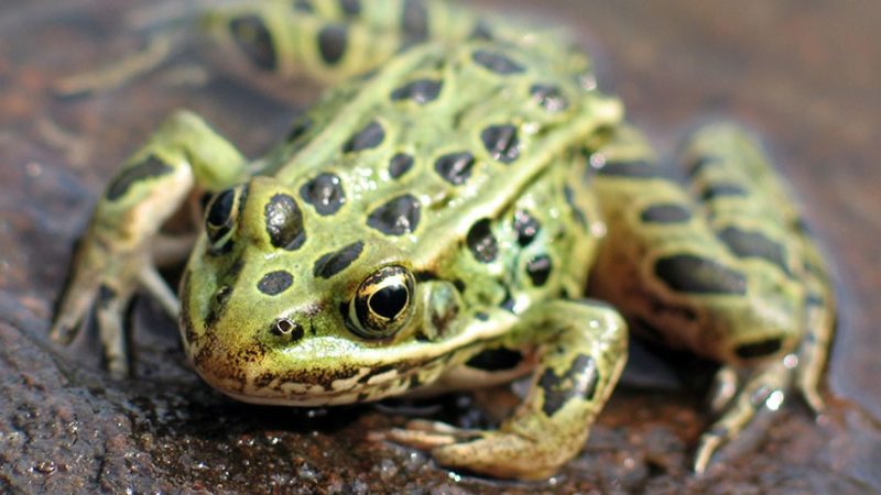 Learn about Frogs and Toads - FrogPets