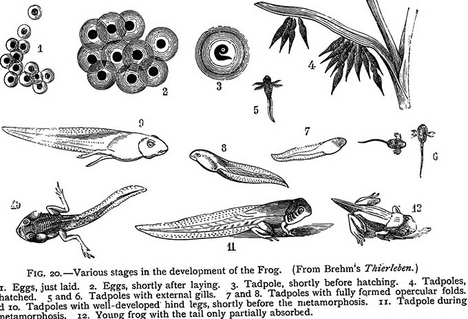 10 Interesting Facts About Tadpoles - FrogPets