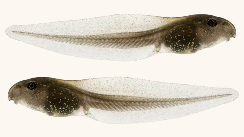 10 Interesting Facts About Tadpoles - FrogPets
