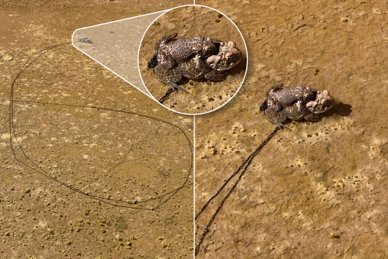 American Toad - Pet Care, Tank Setup, Diet, & Husbandry - Frog Pets