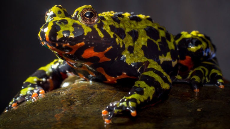 Fire-Bellied Toad Care Sheet & Pet Guide - Frog Pets
