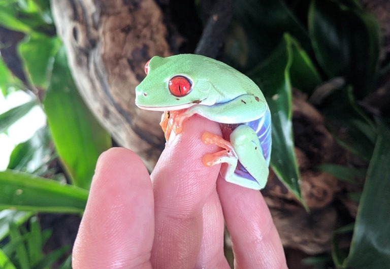 Frog Handling Etiquette: Things You Should Know - FrogPets
