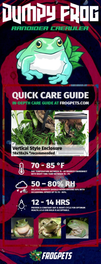 White's Tree Frog - Care Guide, Habitat Setup, Diet, and More