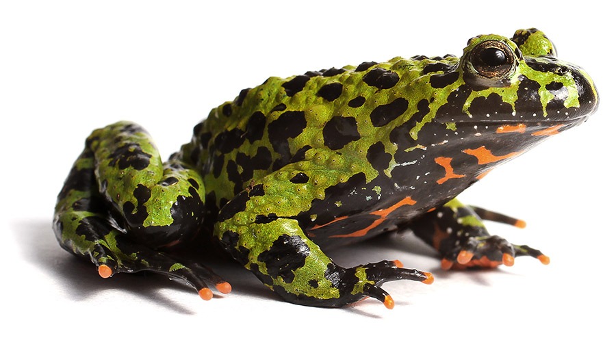 What is a Frog? - FrogPets