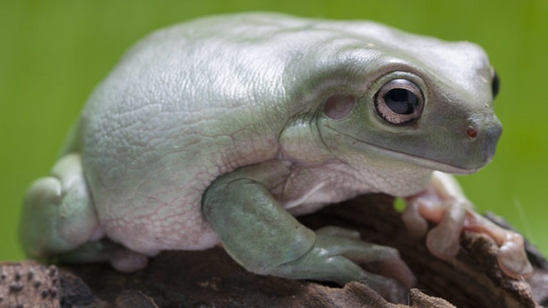 White S Tree Frog Care Guide Habitat Setup Diet And More